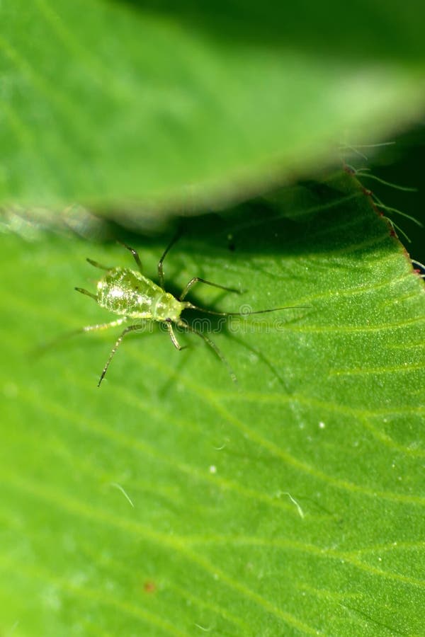 Green Insect Nymph on a Leaf Stock Photo - Image of insect, ecuador ...