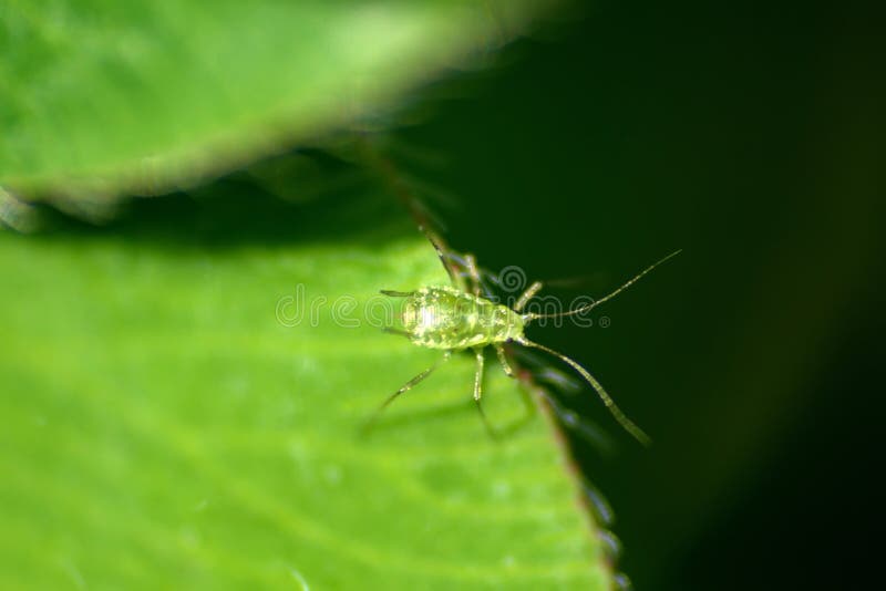 Green Insect Nymph on a Leaf Stock Image - Image of macrophotography ...