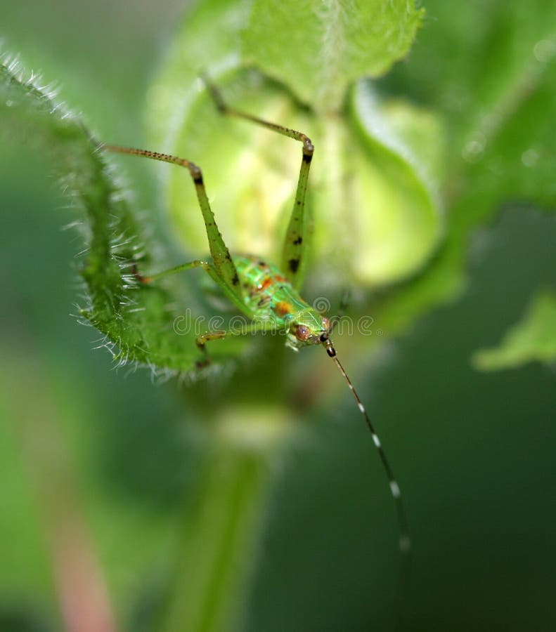Green insect on plant leaf stock photo. Image of legs - 5479178