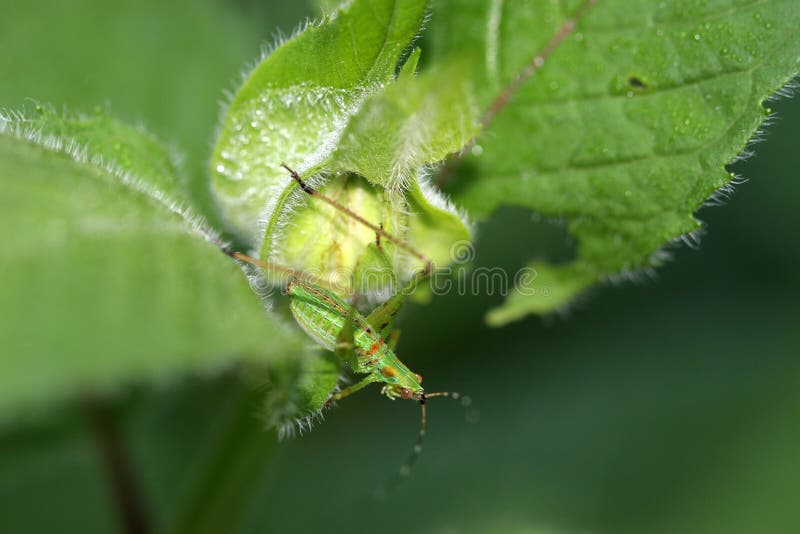 Green insect on plant leaf stock photo. Image of single - 5479196