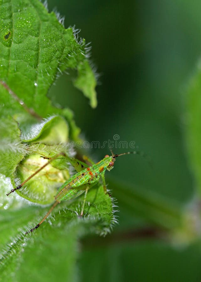 Green insect on plant leaf stock image. Image of insect - 5479207