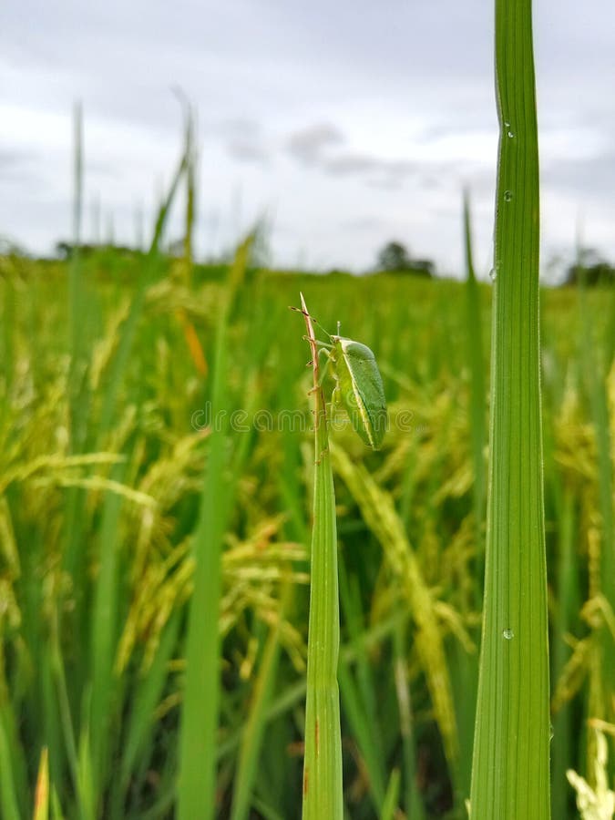 A Green Insect that Resides in Rice Plants Stock Photo - Image of ...