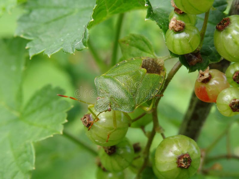 Green Insect Green Shield Bug on the Fruits Stock Image - Image of leaf ...