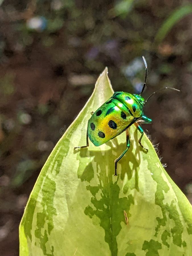 Green Insect Sitting on the Green Leaf in Nature Stock Image - Image of ...
