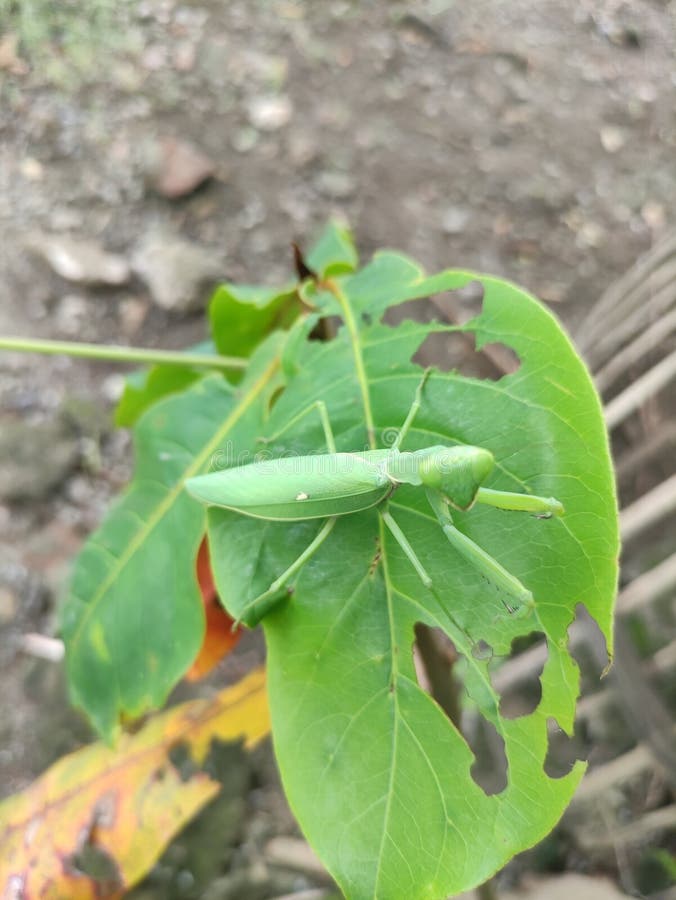 A Green Insect Stay on the Green Leaf Stock Photo - Image of green ...