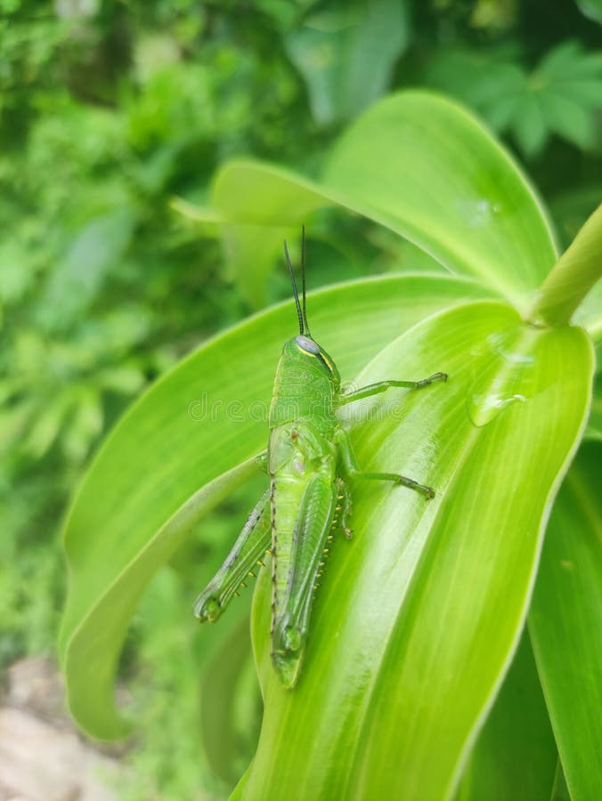 Green Insect in To the Leaf Stock Photo - Image of arthropod, flower ...
