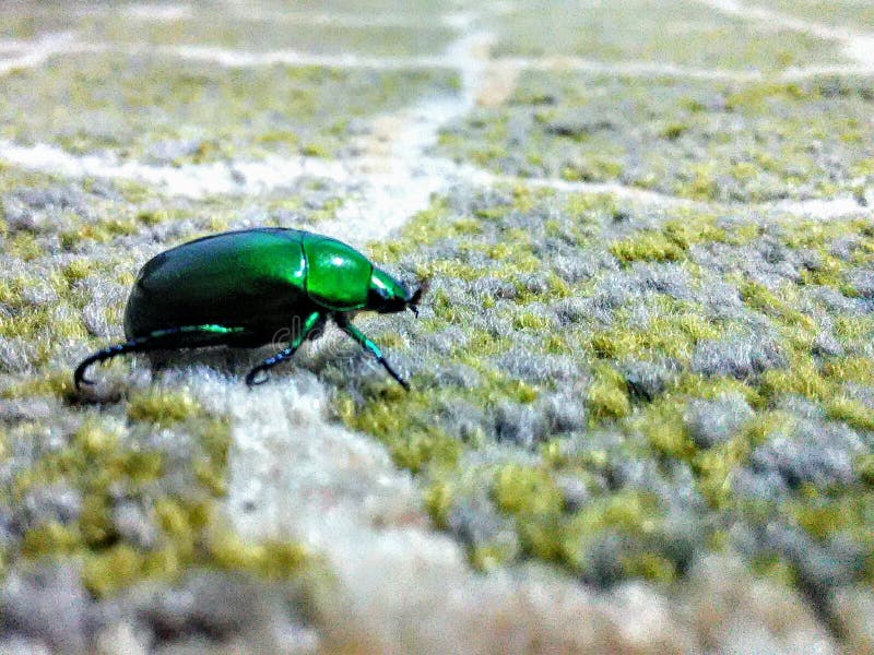 A Green Insect Walk on Carpet Night Day Stock Image - Image of green ...