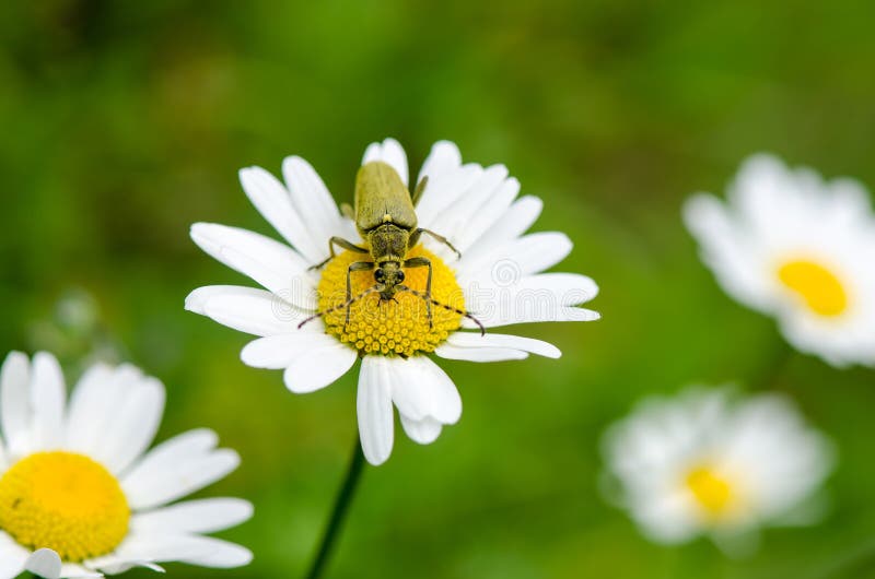Green Insect Weevil Sitting on Camomile Flower Field Stock Photo ...
