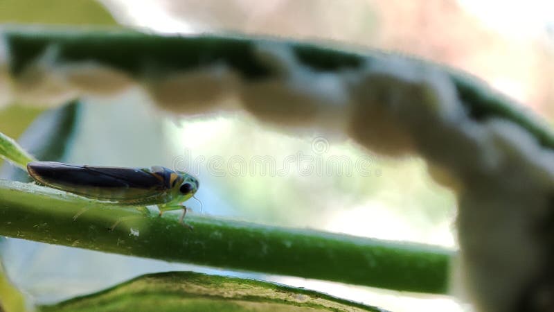 Green insects ready to fly stock photo. Image of frog - 266970380