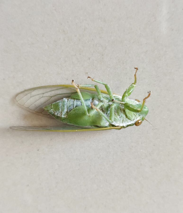 Green Insects that Spread Mold Stock Photo - Image of insects, green ...