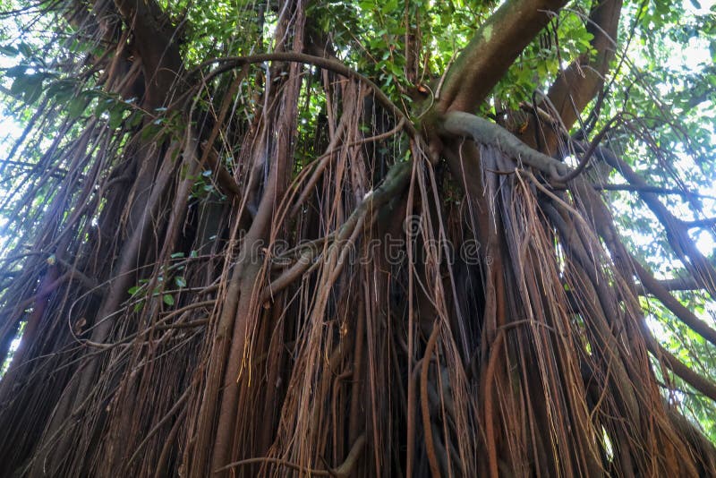The Green Inside a Brazilian Forest. Big Roots Stock Image - Image of ...