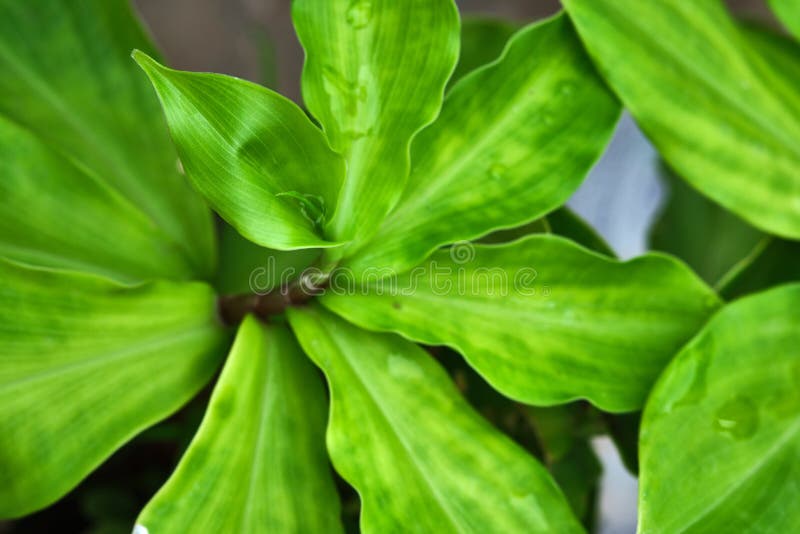 Green Insulin Plant For Diabetes A Natural Cure For Diabetes Chamaecostus Cuspidatus