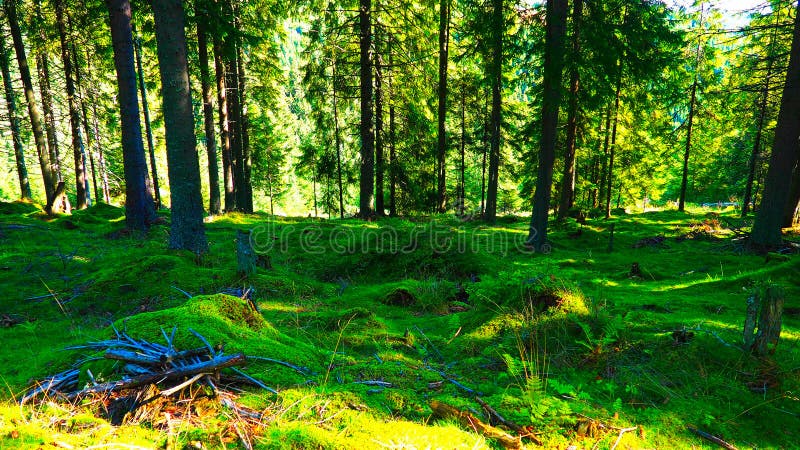 Green Intense Moss Forest Up in Mountain Baisorii Stock Image - Image ...