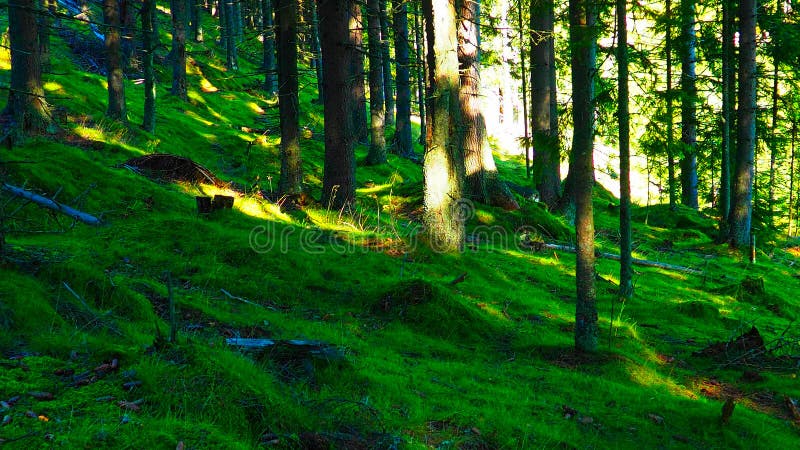 Green Intense Moss Magical Covering the Forest Stock Image - Image of ...