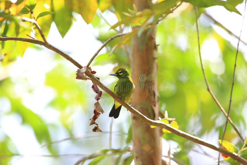 Green iora stock photo. Image of aegithina, rainforest - 89524178