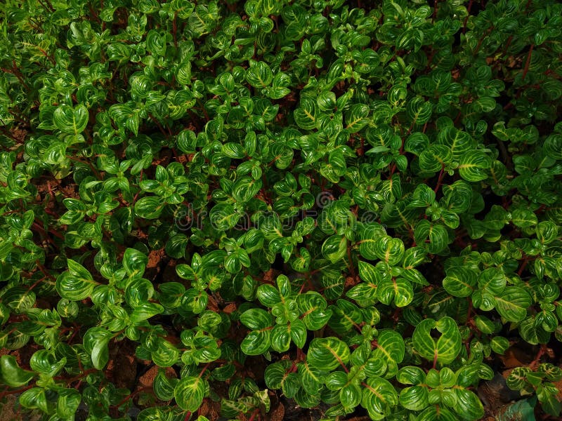 Green Iresine Herbstii or Bloodleaf Plant in the Garden Stock Image ...
