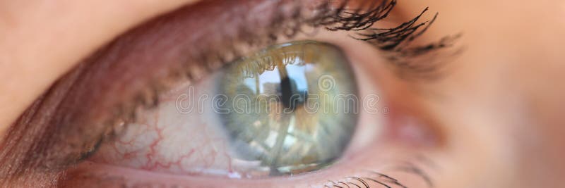 Green Iris Shot with Reflection from Window. Stock Image - Image of ...