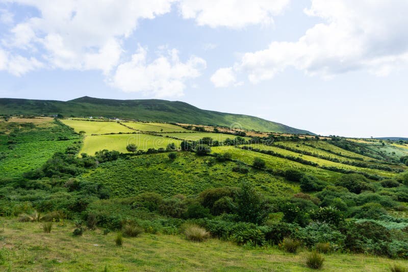 Green Irish Wild Grass Field Background in Summer Season Ireland ...