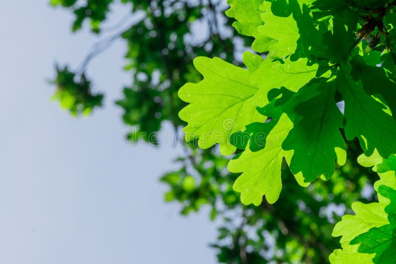Green Irish Oak Leaves (Quercus Petraea Stock Image - Image of ...