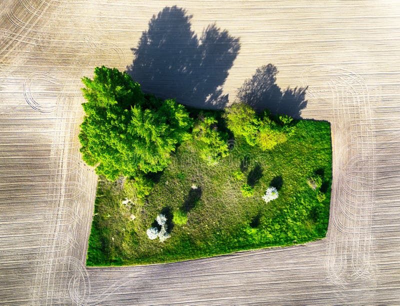 Green Island (tree and Forest) in Brown Field, Abstract View from Drone ...