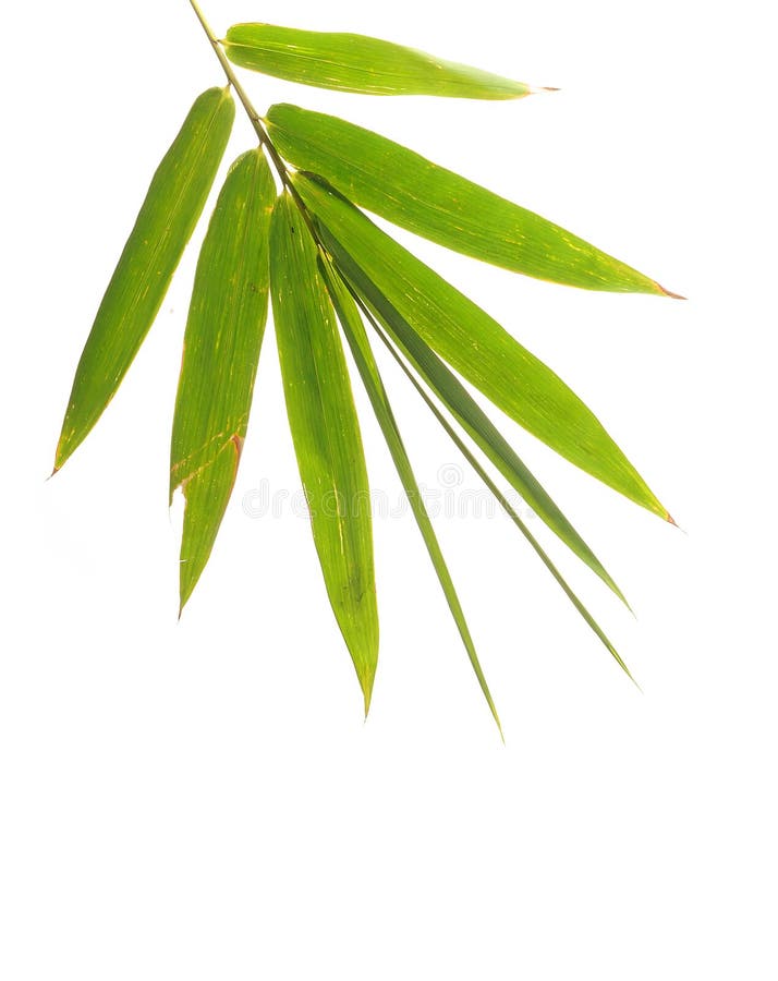 Bamboo leaf stock photo. Image of nature, gardens, culture - 159819306