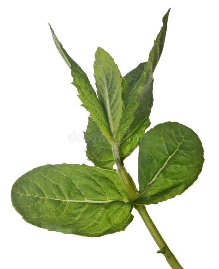 Green Isolated Peppermint Branch Stock Image - Image of green, object ...