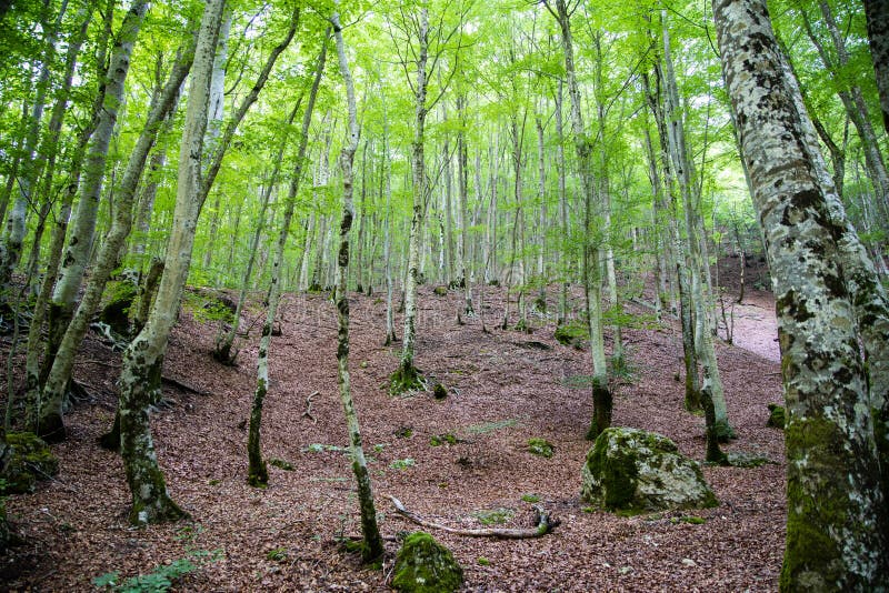 Green Italian Forest with Trees in the Mountains Stock Image - Image of ...