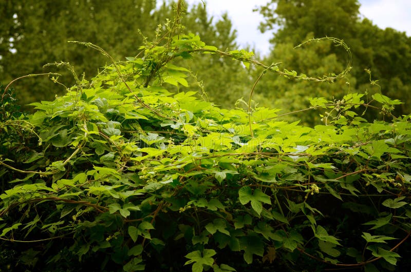 Green ivy stock image. Image of growing, dense, grow - 21394771