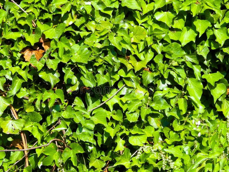 Green ivy as background. stock photo. Image of background - 131076630
