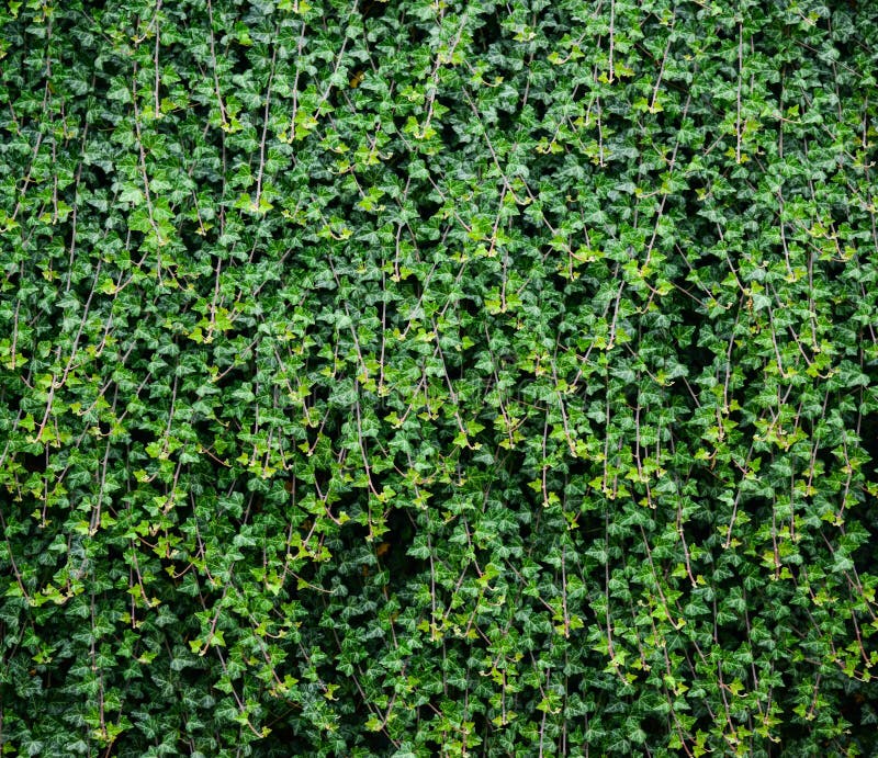 Green ivy background stock vector. Illustration of overlay - 6290697