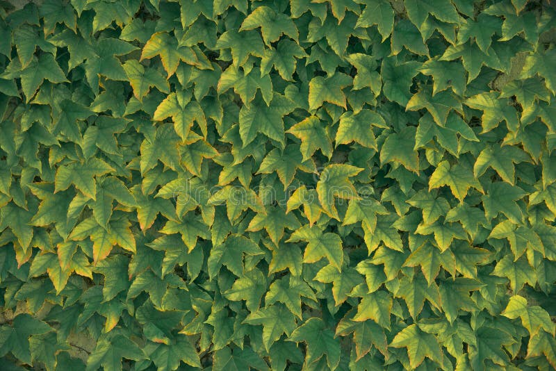 Green ivy, background stock photo. Image of spring, floral - 120160680