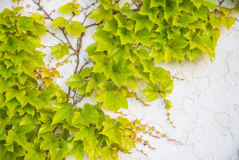 Green ivy, background stock photo. Image of green, background - 120160570