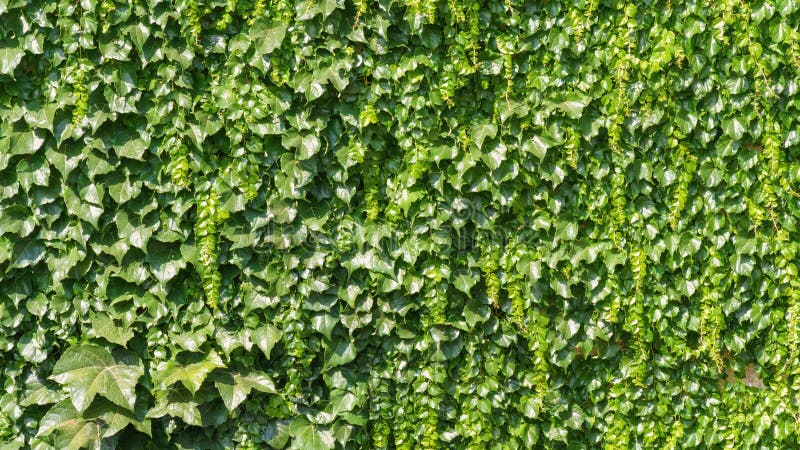 Green ivy background stock vector. Illustration of overlay - 6290697