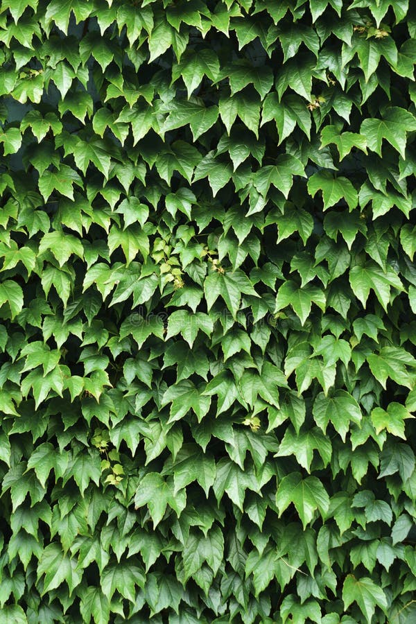 Green Ivy Background Texture Stock Photo - Image of hang, fresh: 71933614