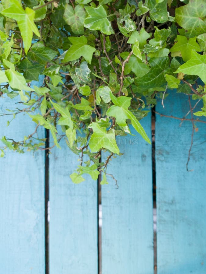 Green Ivy on Blue Background Stock Image - Image of background ...