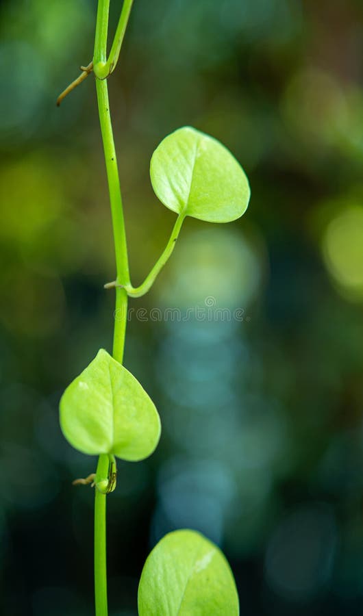 Green Ivy on Blur Background in Vertical Banner Stock Photo - Image of ...