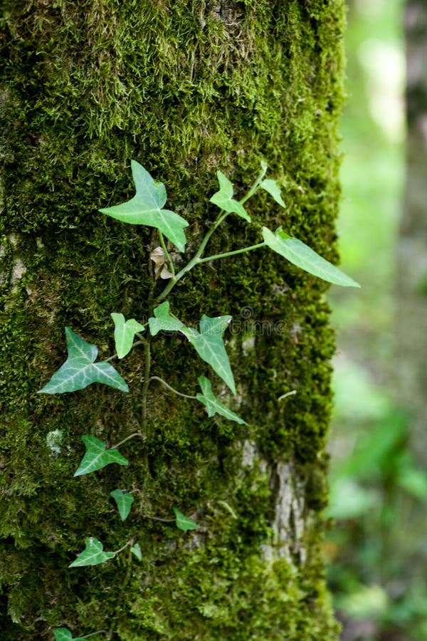 286 Braided Tree Trunk Stock Photos - Free & Royalty-Free Stock Photos ...