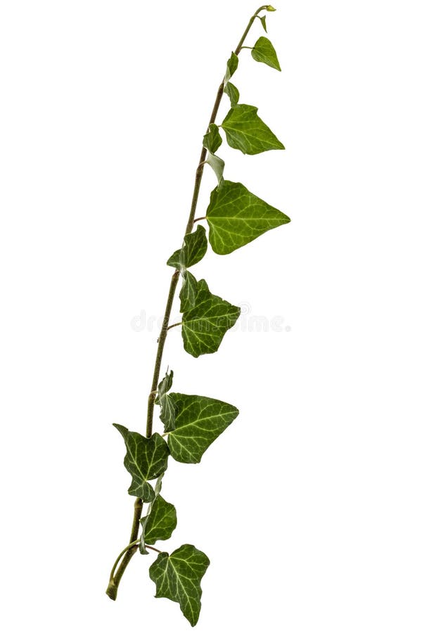Green Ivy Branch, Isolated on White Background Stock Image - Image of ...