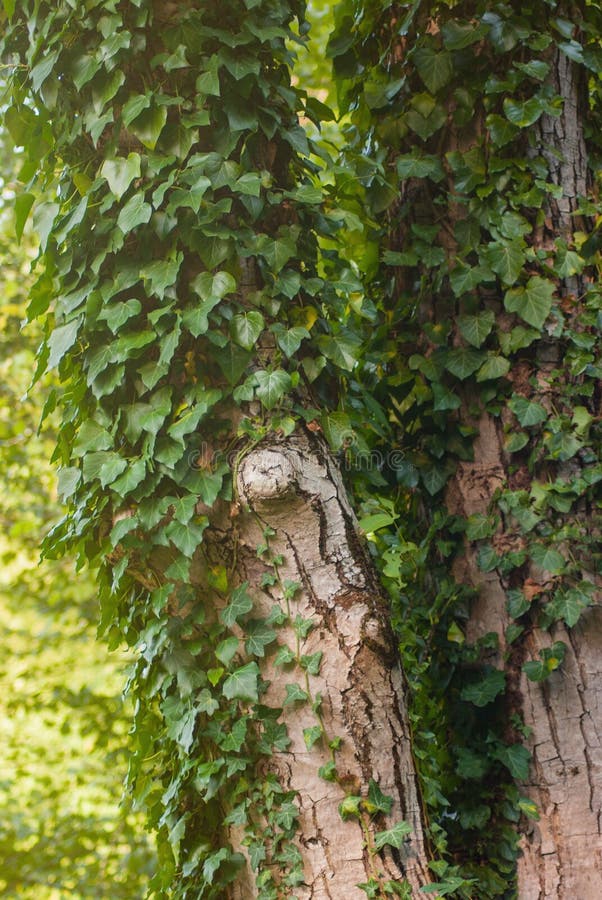 Green Ivy Bunch on the Old Tree Stock Image - Image of color, material ...