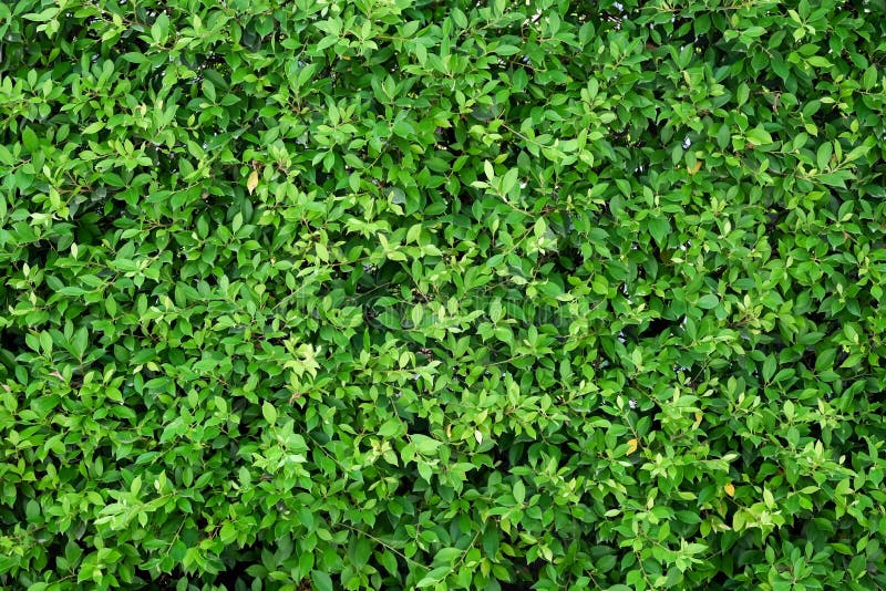 Green Ivy Bush Wall in Garden Stock Image - Image of wallpaper, tree ...