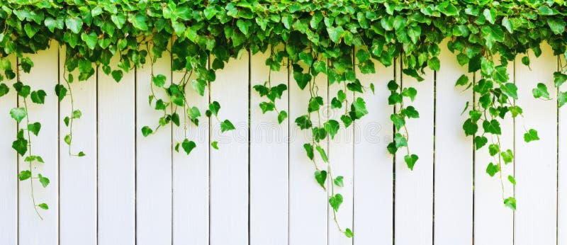 A Green Ivy-clad Wall and Fence Divider in a Garden, Providing a Blank ...
