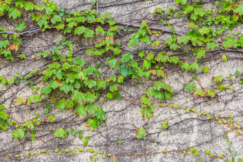Green ivy climber tree stock image. Image of plant, foliage - 57706981