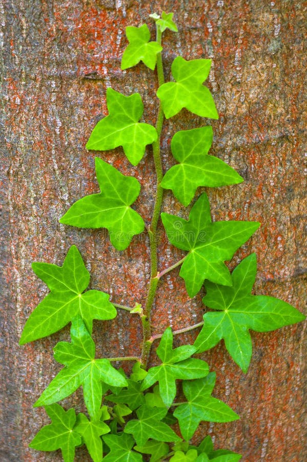 Green Ivy Climbing Up Tree Trunk Stock Photo - Image of color, brown ...
