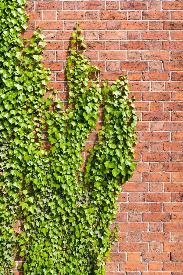 Green Ivy Climbing Vertically on Clean Red Brick Wall Stock Photo ...
