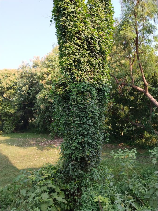 Green Ivy-Covered Tree. Creeper Plant on Dry Tree Stock Image - Image ...