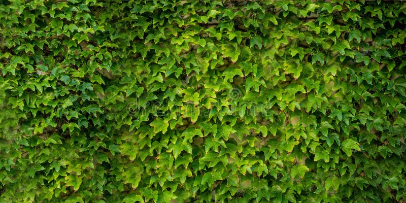 Green Ivy Covered Wall - Banner Format Stock Image - Image of nature ...