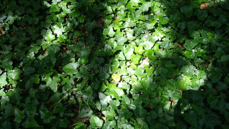 Ivy Green on the Ground in the Forest, Creeping Bush, Stock Photo ...