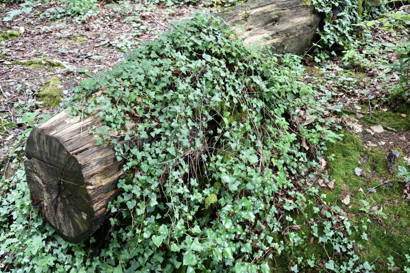 Green Ivy Growing Over a Fallen Log in a Forest. Stock Image - Image of ...