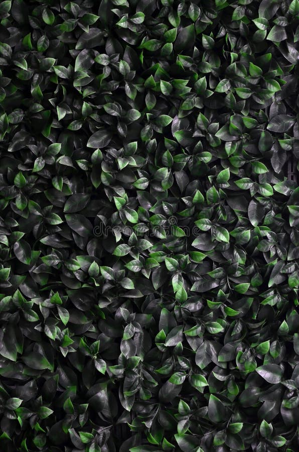 Green Ivy Grows Along the Wall. Texture of Dense Thickets of Wild Vine ...