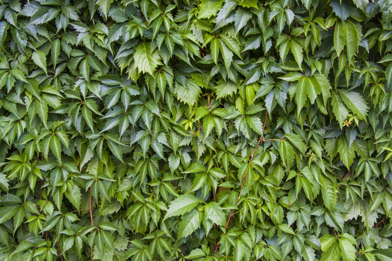 Green Ivy leaf texture stock photo. Image of lawn, vine - 63928408
